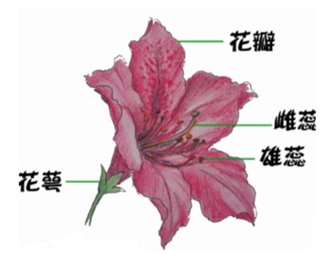基于神经网络——鸢尾花识别（iris） Csdn博客