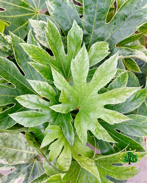 Fatsia Japonica ‘spiders Web Eurogarden Rasadnik Ukrasnog Drveća