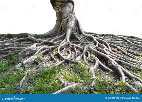 Trunk And Big Tree Roots Spreading Out Beautiful In The Tropics The Concept Of Care And