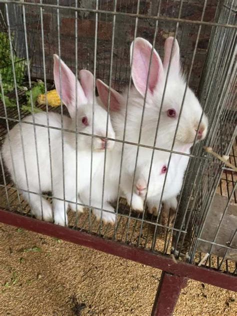 Khắc Phục Hiện Tượng Thỏ Mẹ Cắn Thỏ Con Sau Sinh Niên Giám Nông Nghiệp