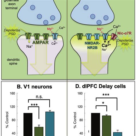 Differences In Neurotransmission In Primate V1 Vs Dlpfc A Neurons In Download Scientific