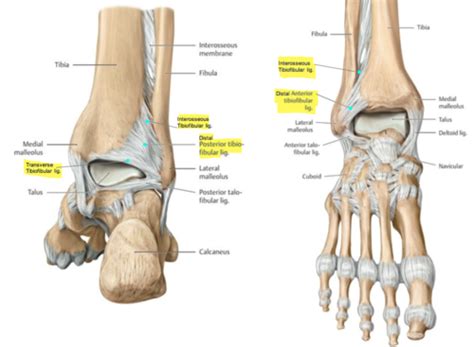 Ankle Joint Flashcards Quizlet
