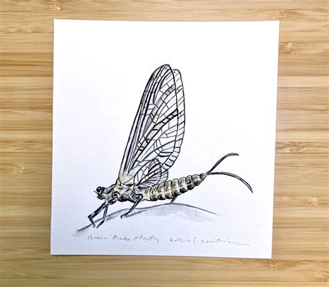 Green Drake Mayfly Original Watercolor Unframed — Coyote Art And Ecology