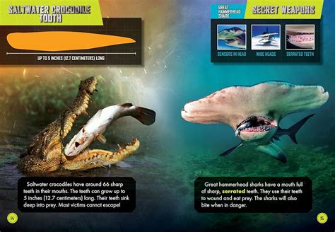 Great Hammerhead Vs Great White Shark