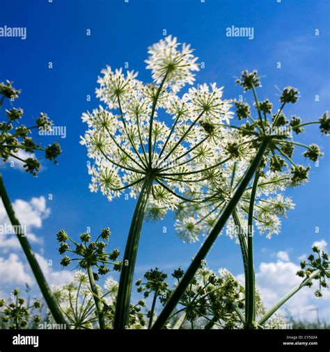 Giant Hogweed Cow Parsnip Identification