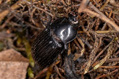 Tenebrionidae Darkling Beetles