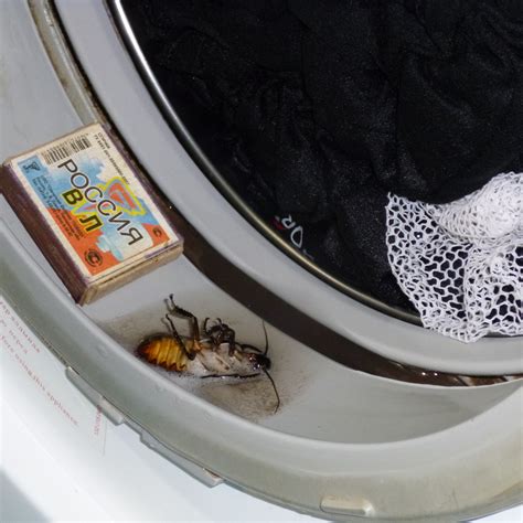 Таракан в стиралке... | Пикабу