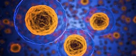 Difference Between T Cells And B Cells With Comparison Chart And Similarities Bio Differences