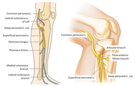 Common Peroneal Nerve