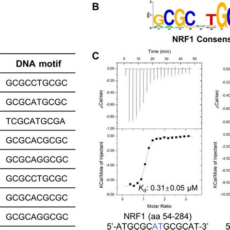 The Nrf1 Homodimer Prefers Binding To The Gcgcatgcgc Dna Sequence A Download Scientific