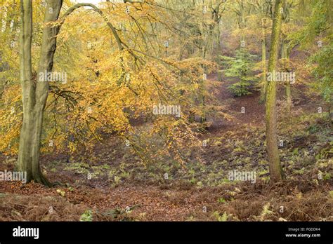 Common Beech Fagus Sylvatica Deciduous Woodland Habitat With Leaves