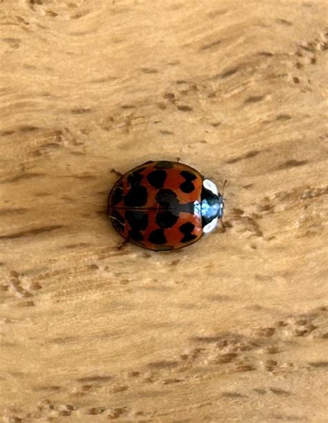 Ladybug Or Asian Beetle Scrolller Ladybug Or Asian Beetle Scrolller