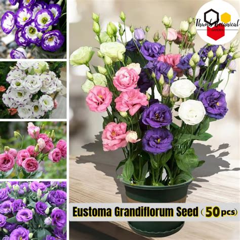 50seedspack Assorted Colours Eustoma Grandiflorum Flower Seeds For
