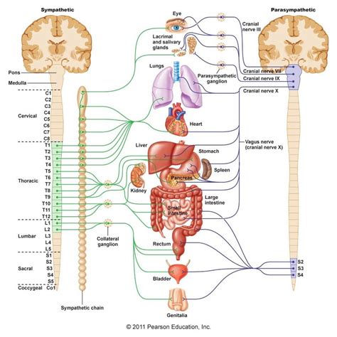 Blank Anatomy And Physiology Nervous System Diagrams Nervous