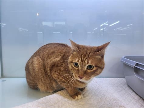 코리안숏헤어 찌꾸 미니먼치킨전문 미니랙돌전문 미니브리티쉬숏헤어전문 미니스코티쉬폴드전문 미니러시안블루전문 미니강아지전문 미니고양이전문 토이비숑프리제분양 토이포메라니안분양 토이