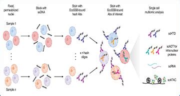 High-resolution transcriptome analysis with long-read RNA sequencing | RNA-Seq Blog