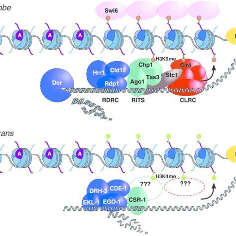 Small Rna Mediated Regulation Of Centromeric Chromatin The