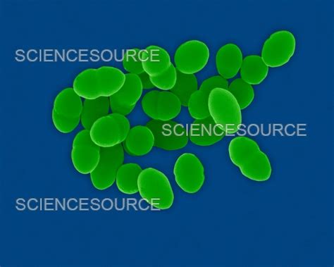 Streptococcus Pneumoniae Coccus Proka Stock Image Science Source Images