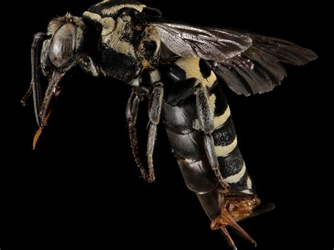 How Humans Are Hurting Honeybees Ability To Reproduce