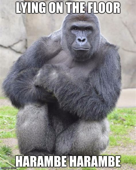 Harambe Imgflip