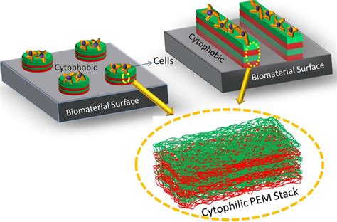 Polyelectrolyte Multilayers For Bio‐applications Recent Advancements