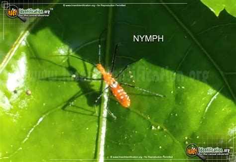Milkweed Assassin Bug