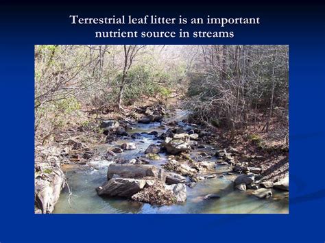 Ppt Leaf Decomposition In Streams Powerpoint Presentation Free Download Id4118647