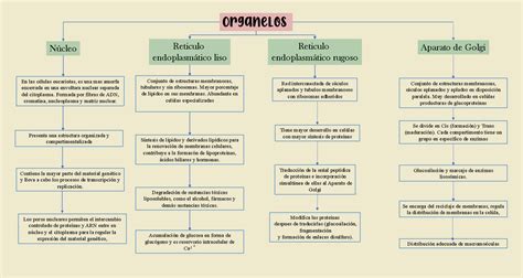 Organelos Membranosos Rer Rel Nucleo Y Mitocondria Organelos