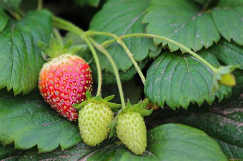 Обои Природа Ягоды обои для рабочего стола фотографии природа Ягоды ягоды октябрь осень