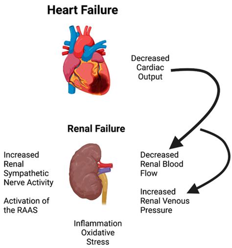 Jcm Free Full Text Potential Neuromodulation Of The Cardio Renal