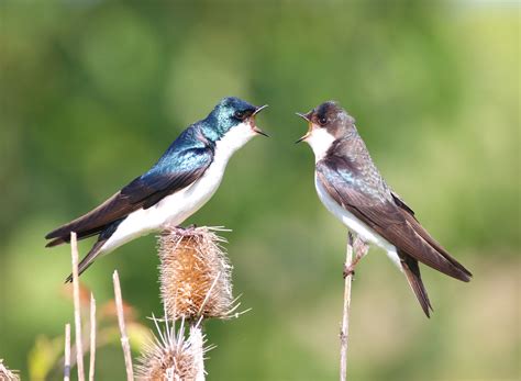 Tree Swallow Audubon Field Guide