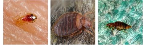 How To Identify A Bed Bug Bed Bug Guide Understanding Bed Bugs