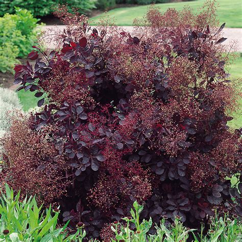 Cotinus Coggygria Royal Purple Parkers Wholesale
