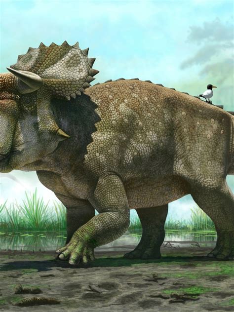 Nasutuceratops
