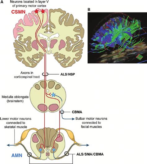 Corticospinal Tract Pathway