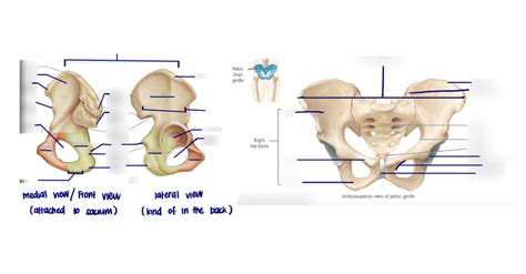 A P Bones Part For Practical Pelvic Girdle Diagram Quizlet