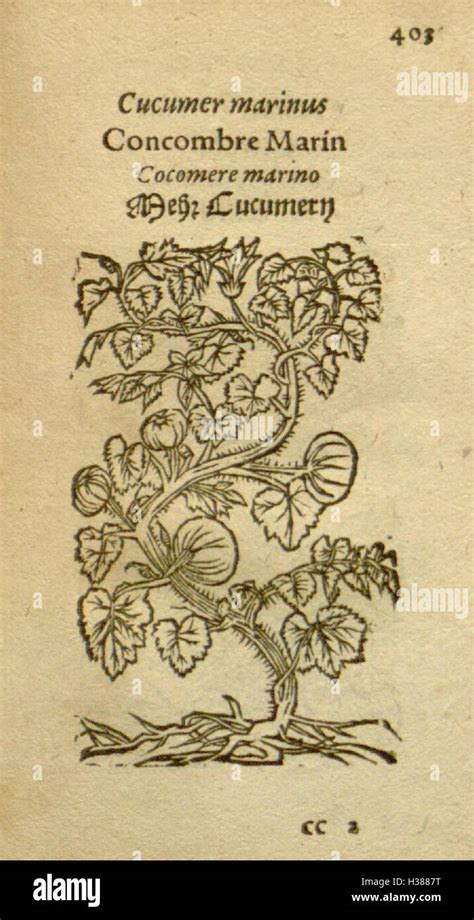 This Botanical Work Contains Illustrations Of Various Plant Species With A Focus On Their