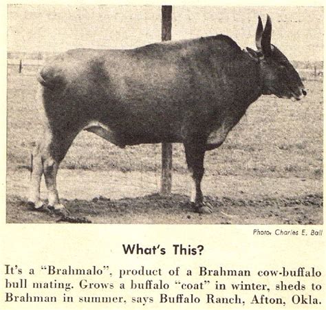 American Bison × Cattle Mammalian Hybrids