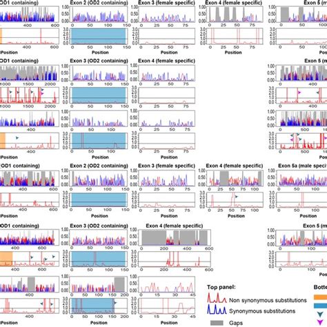 Exon Level Molecular Evolution And Functional Partitioning Of Dsx
