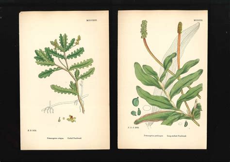 James Sowerby James Sowerby Set Of 20 Prints Hand Colored From English Botany 1866 1866