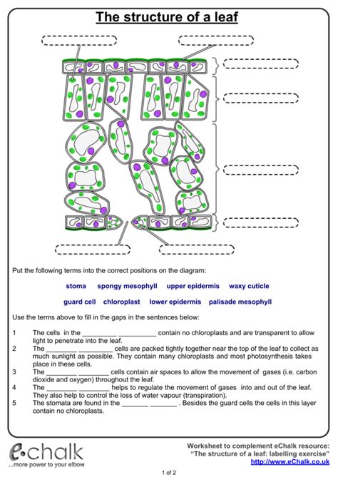 Leaf Structure And Function Worksheet