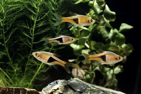 How To Breed Rasboras In A Home Aquarium Glass Grown Aquatics