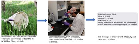 Sign Up For Aster Leafhopper Infectivity Text Messages Vegetables