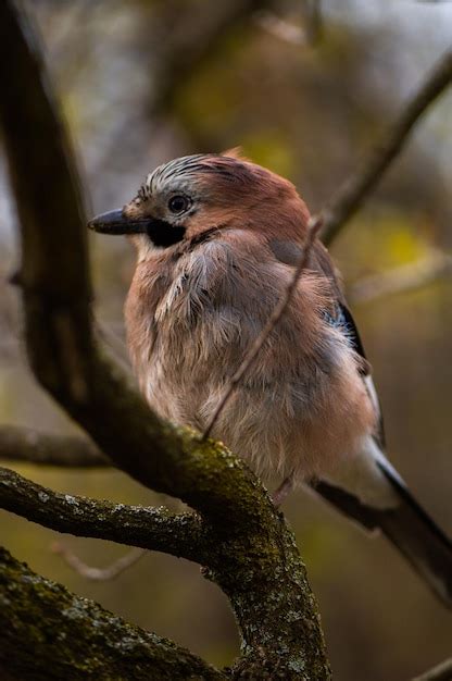 Premium Photo Jay Bird