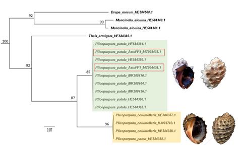 Ml Consensus Tree Based On Coi Sequences Of Plicopurpura Drupa And