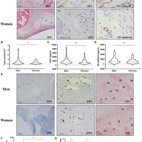 Sex Differences In Neovessels Density In Avs From As Patients Download Scientific Diagram