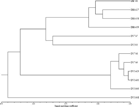 dendrogram showing genetic similarities of the 12 dasypyrum samples download scientific diagram