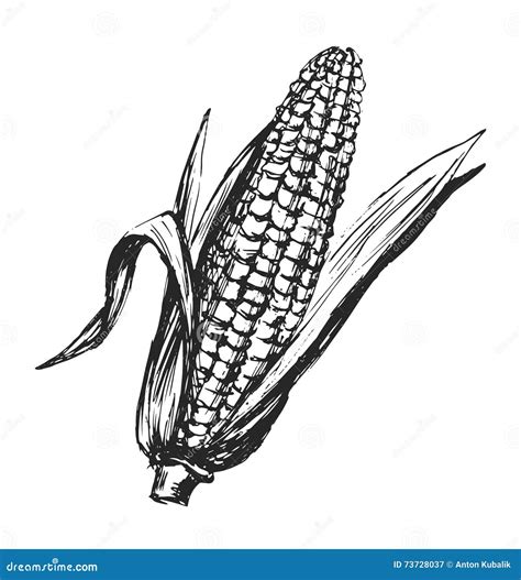 Hand Sketch Corn Stock Vector Illustration Of Vegetable 73728037