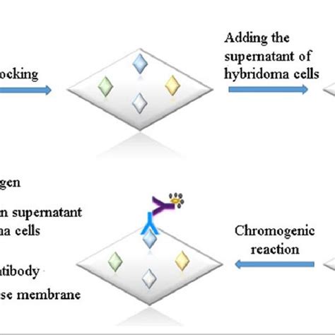 Schematic Diagram Of The Principle Of Bacterial Macroarrays Download