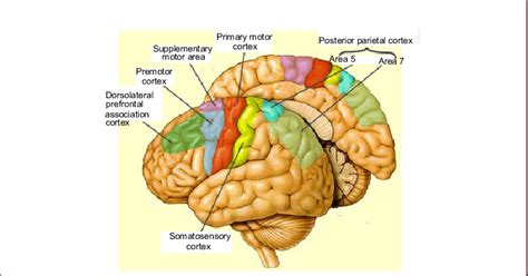Cerebral Sensorimotor Regions Of Interest Studied In Functional Mri